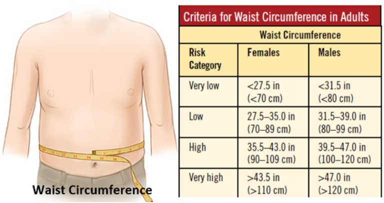 Assessing Health Risk: BMI, Waist-to-Hip Ratio, and Waist Circumference ...